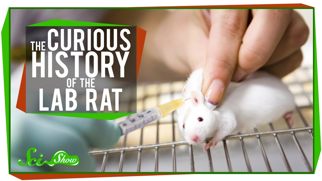 Nice Mice and Awesome Rats – Page 4 – Let's Learn All About It!